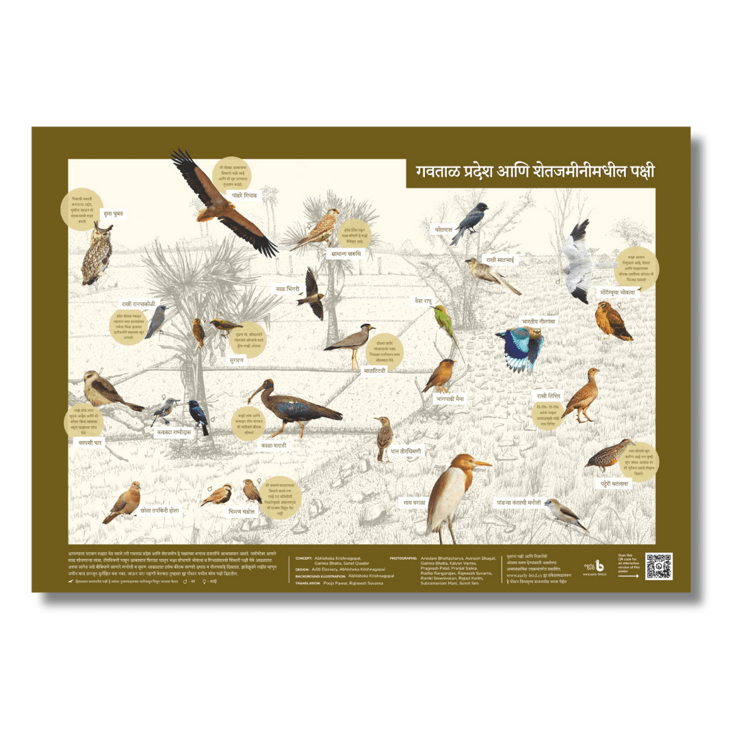 Early Bird Poster - Grassland and Farmland Birds