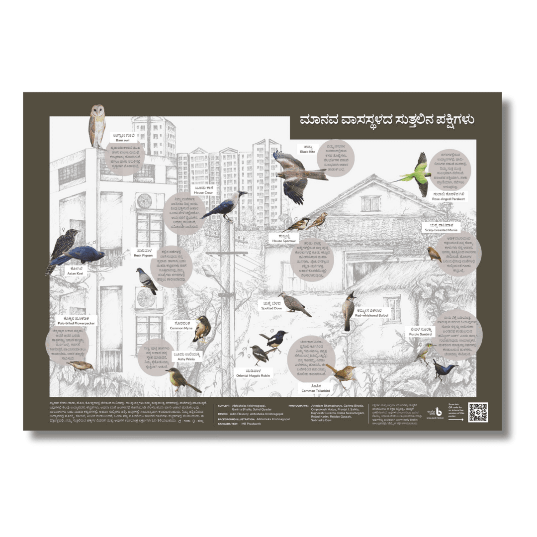 Early Bird Poster - Birds around Human Habitation