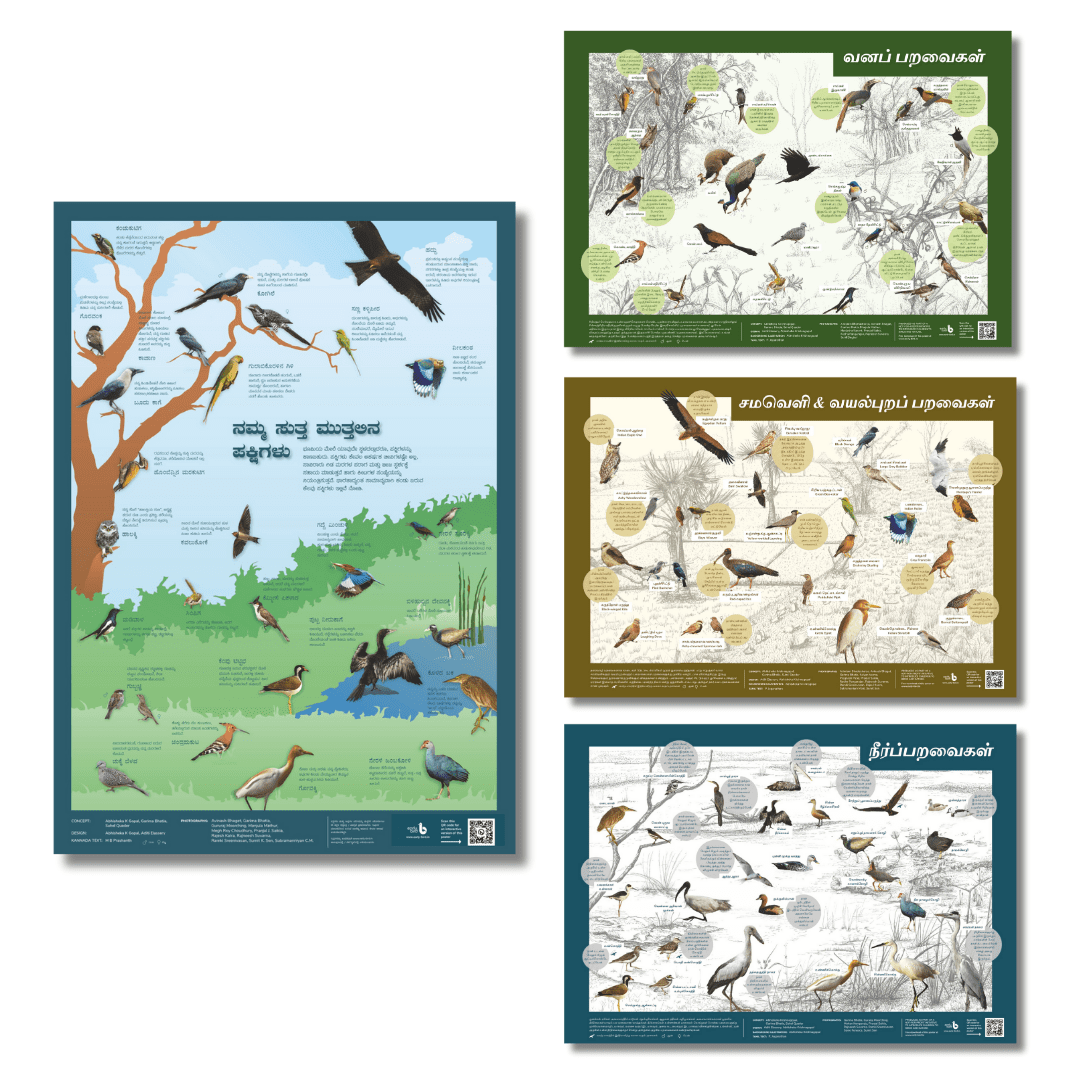 Early Bird Posters - Birds Around Us Series (All posters)