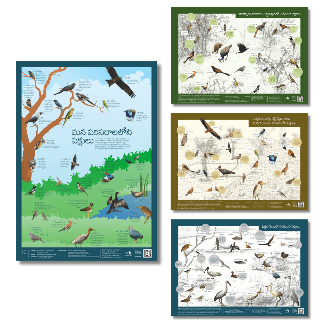 Early Bird Posters - Birds Around Us Series (All posters)