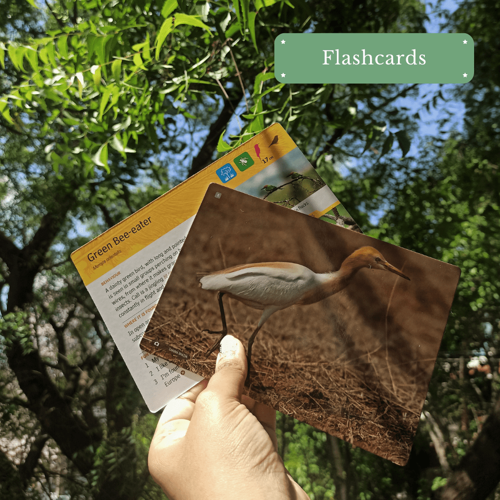 Early Bird Flashcards (English)