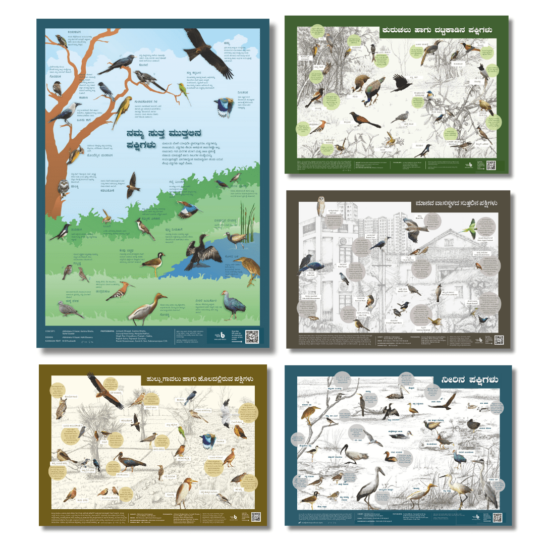 Early Bird Posters - Birds Around Us Series (All posters)