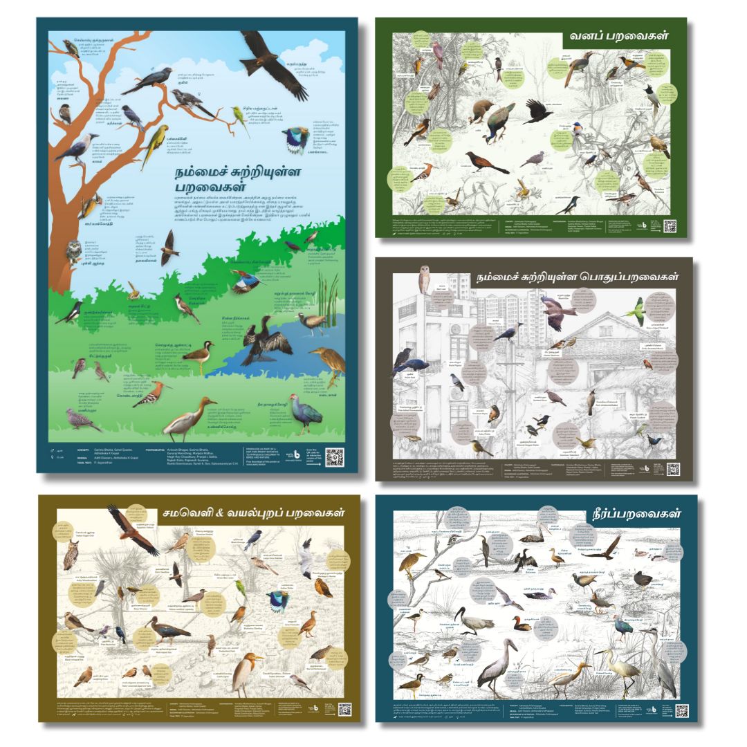Early Bird Posters - Birds Around Us Series (All posters)