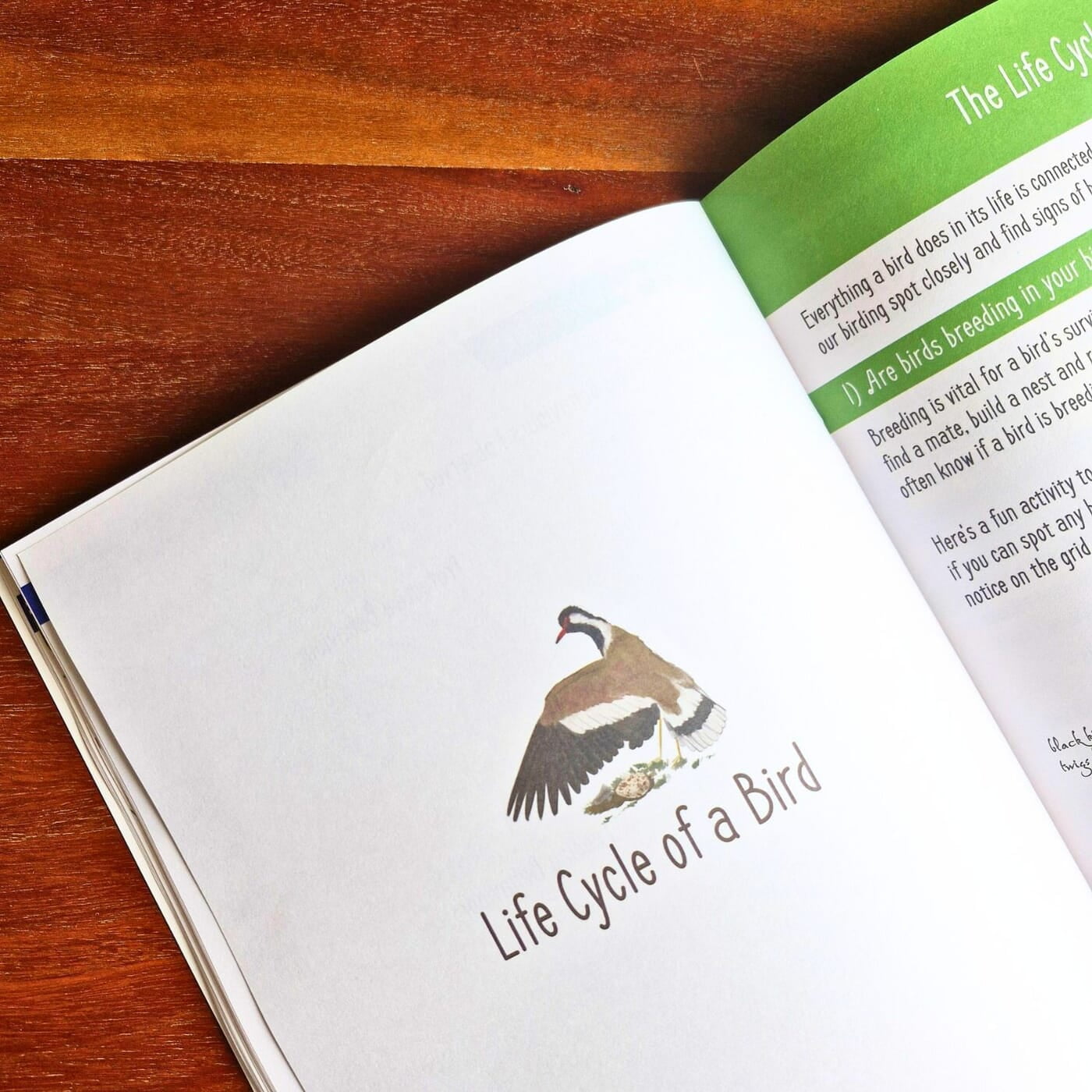 Young-Birders-Activity-Booklet