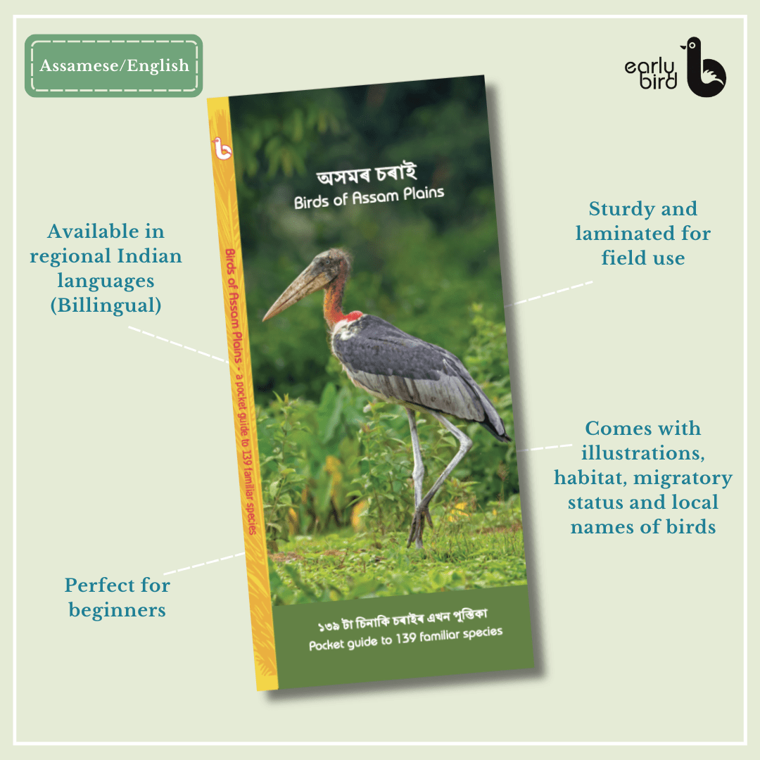 Early Bird Pocket Guides