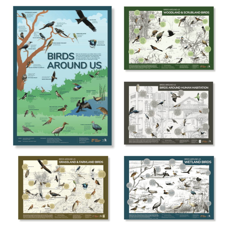 Early Bird Posters - Birds Around Us Series (All posters)