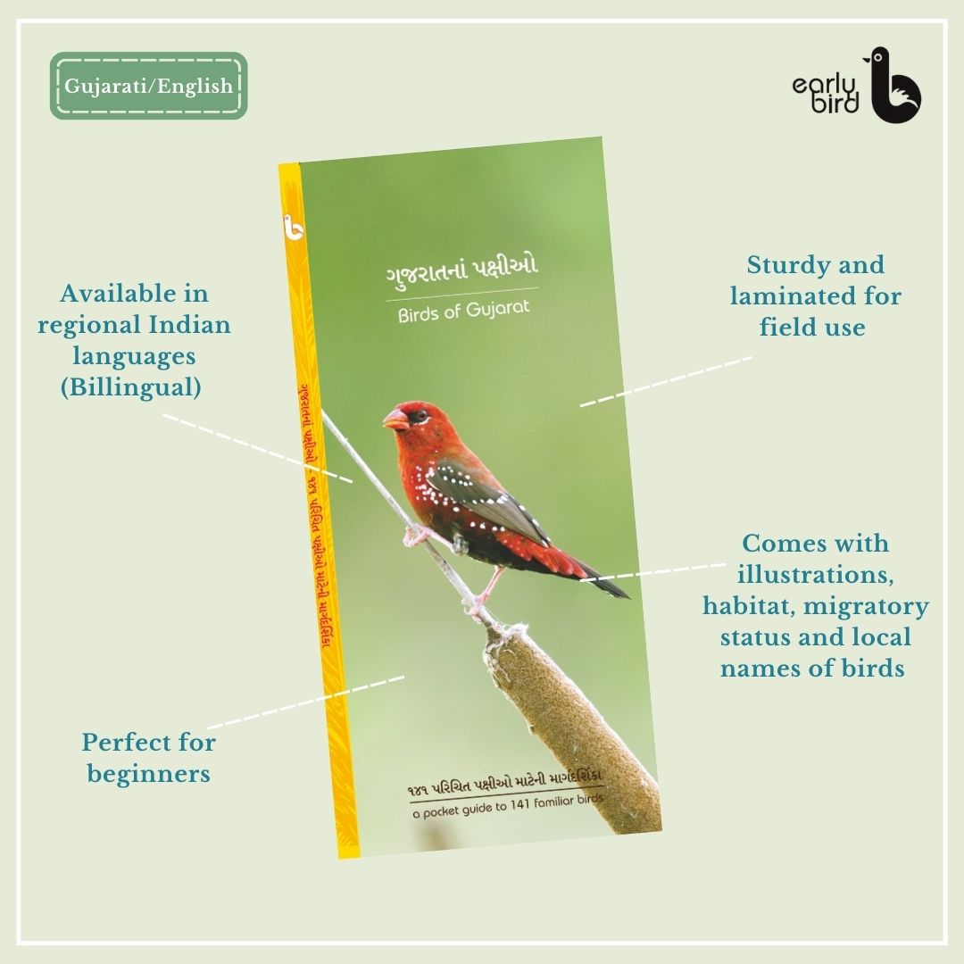 Early Bird Pocket Guides