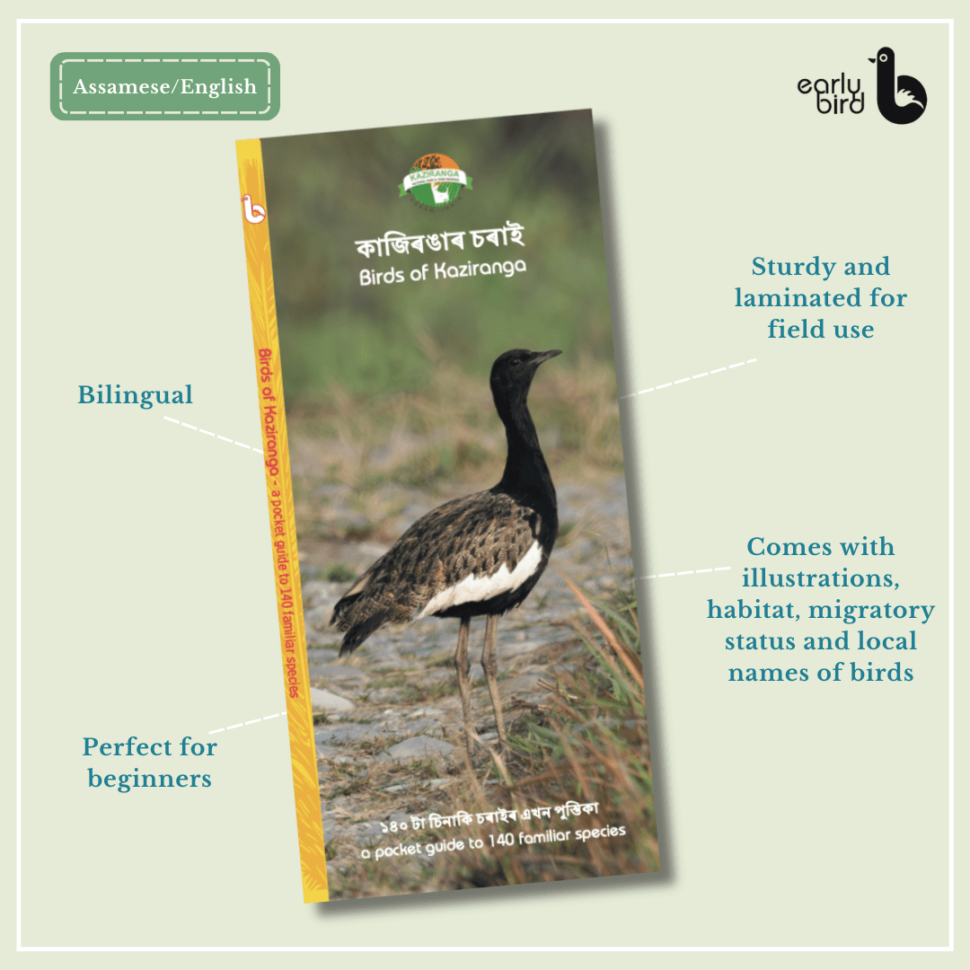 Early Bird Pocket Guides - Bulk Purchase of 50