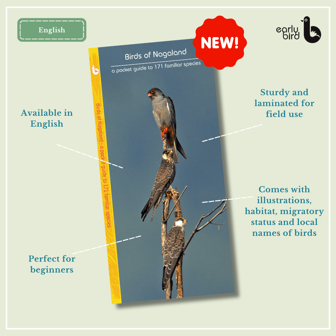 Early Bird Pocket Guides - Bulk Purchase of 50