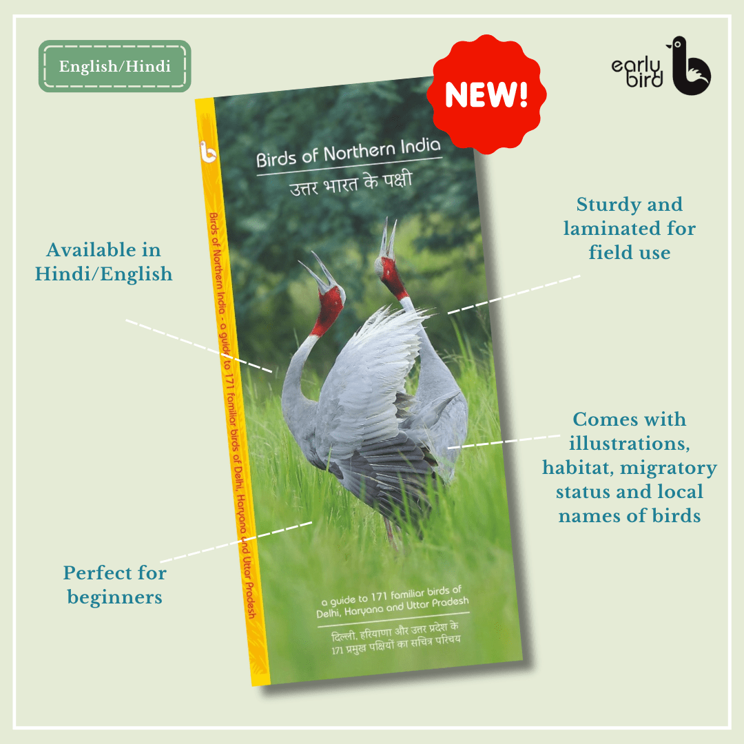 Early Bird Pocket Guides - Bulk Purchase of 50