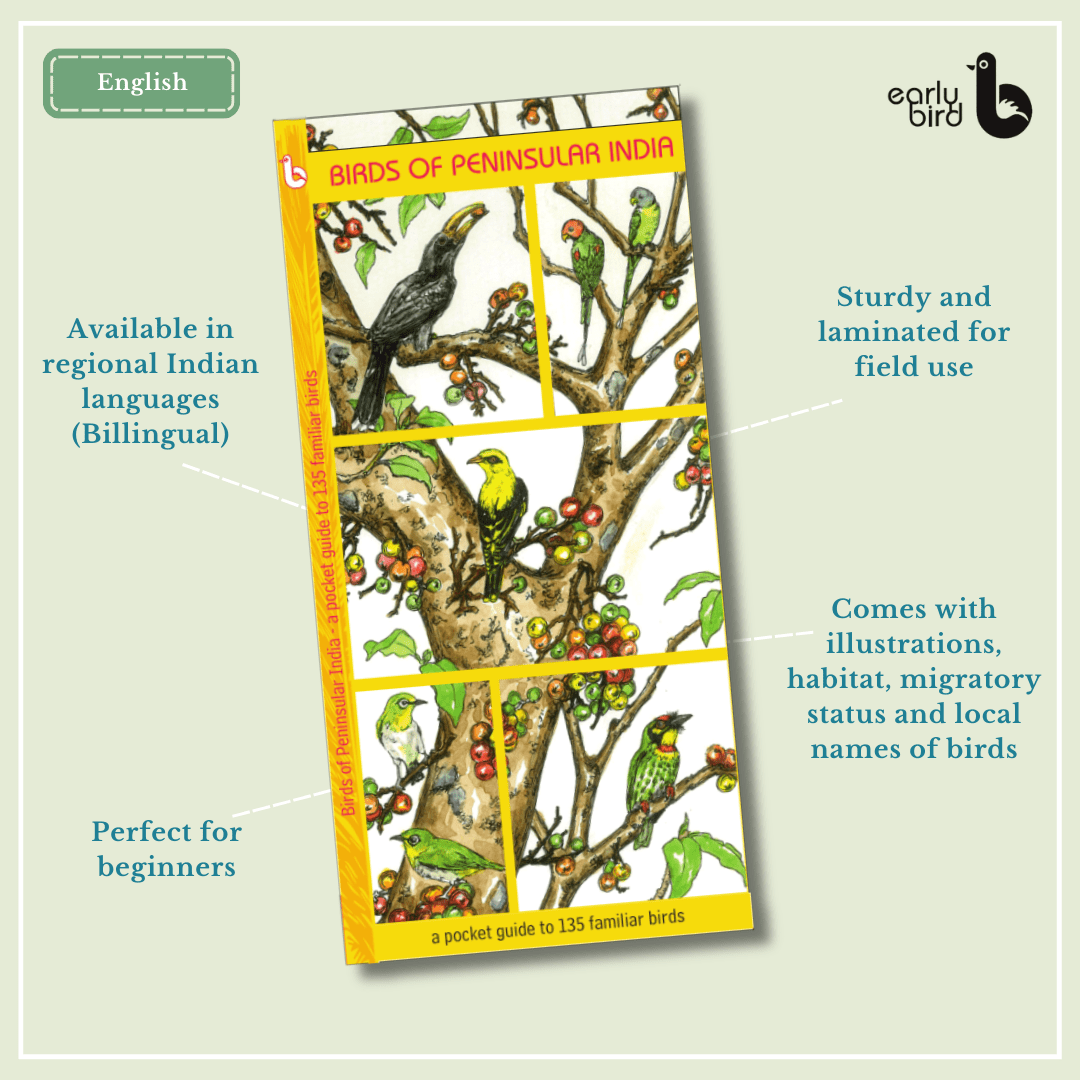 Early Bird Pocket Guides - Bulk Purchase of 50