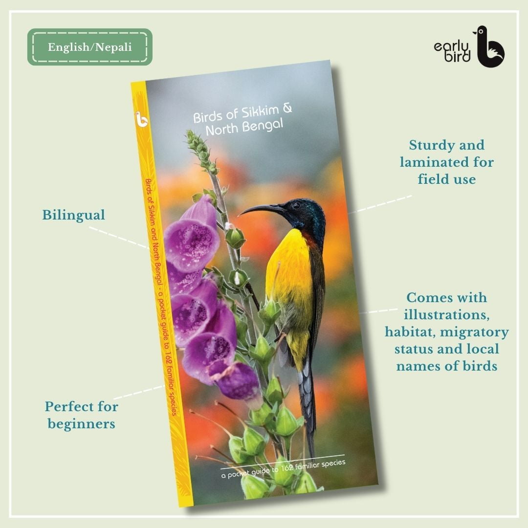 Early Bird Pocket Guides - Bulk Purchase of 50