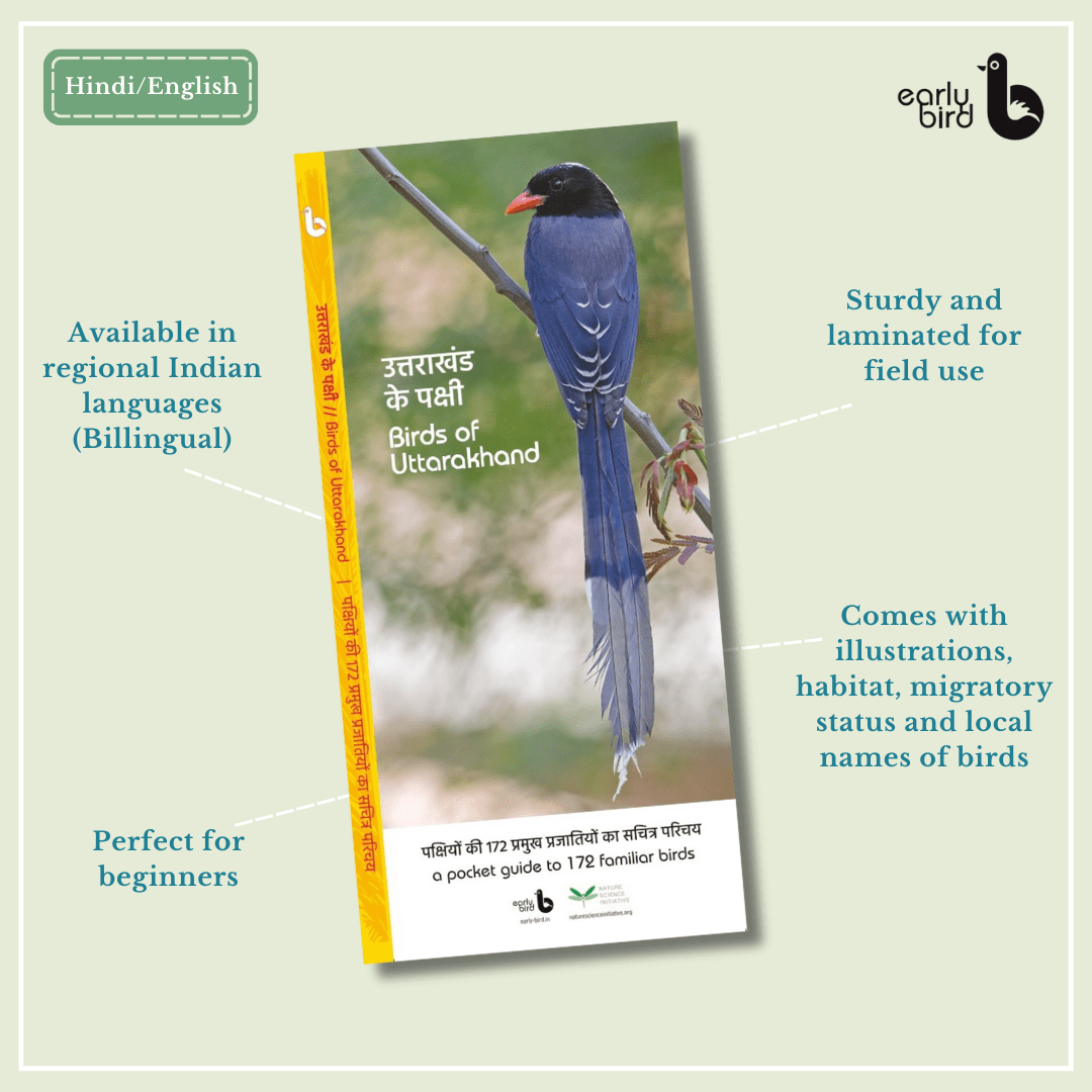 Early Bird Pocket Guides - Bulk Purchase of 50